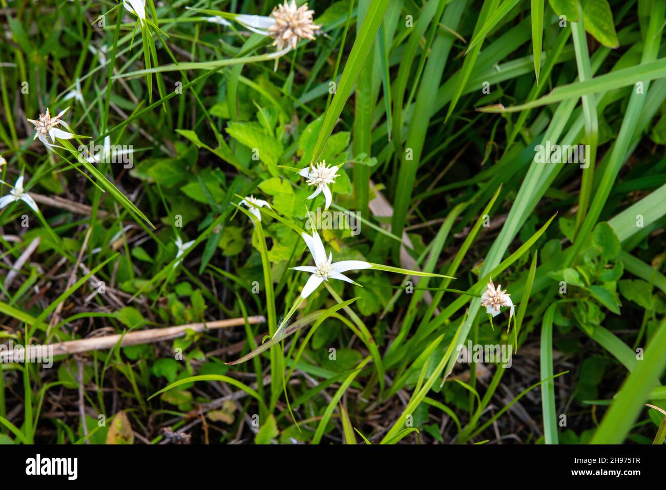 Whitetop Sedge (Dichromena colorata) blooms in the Everglades. Anhinga ...