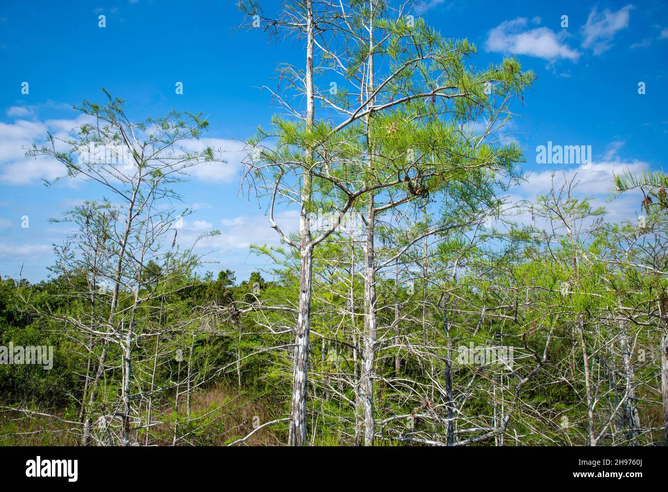 Everglades national park lookout tower hi-res stock photography and ...