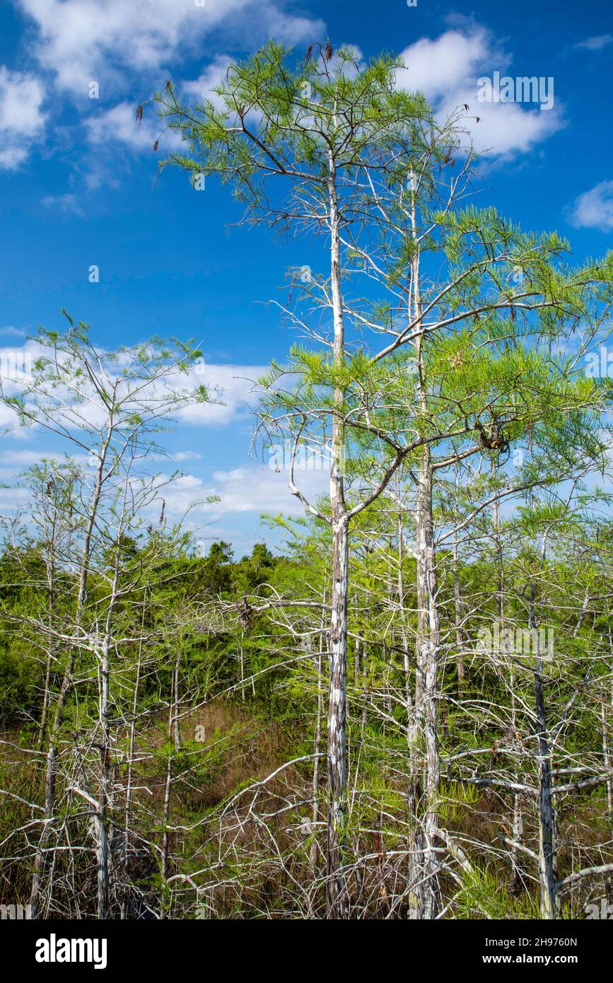 Pa hay okee lookout tower everglades hi-res stock photography and ...