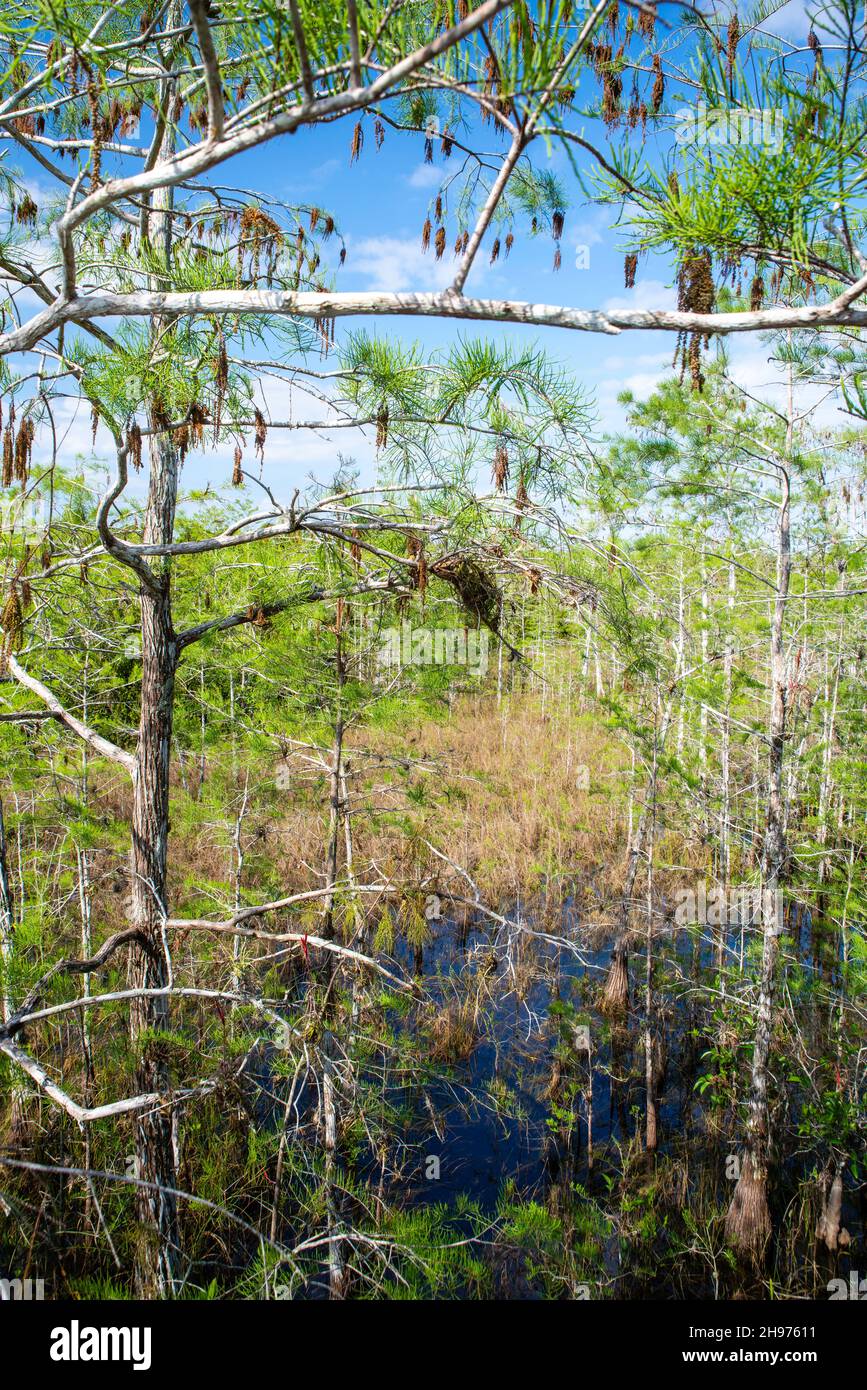 Swamp cypress trees stand in the swamp; Pa-Hay-Okee Lookout Tower area ...