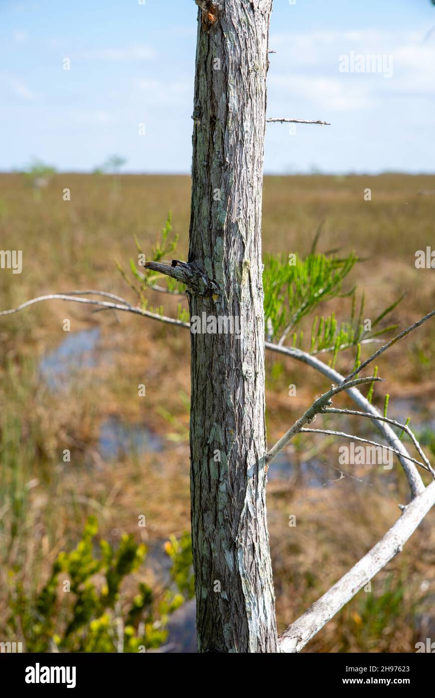 Swamp cypress trees stand in the swamp; Pa-Hay-Okee Lookout Tower area ...