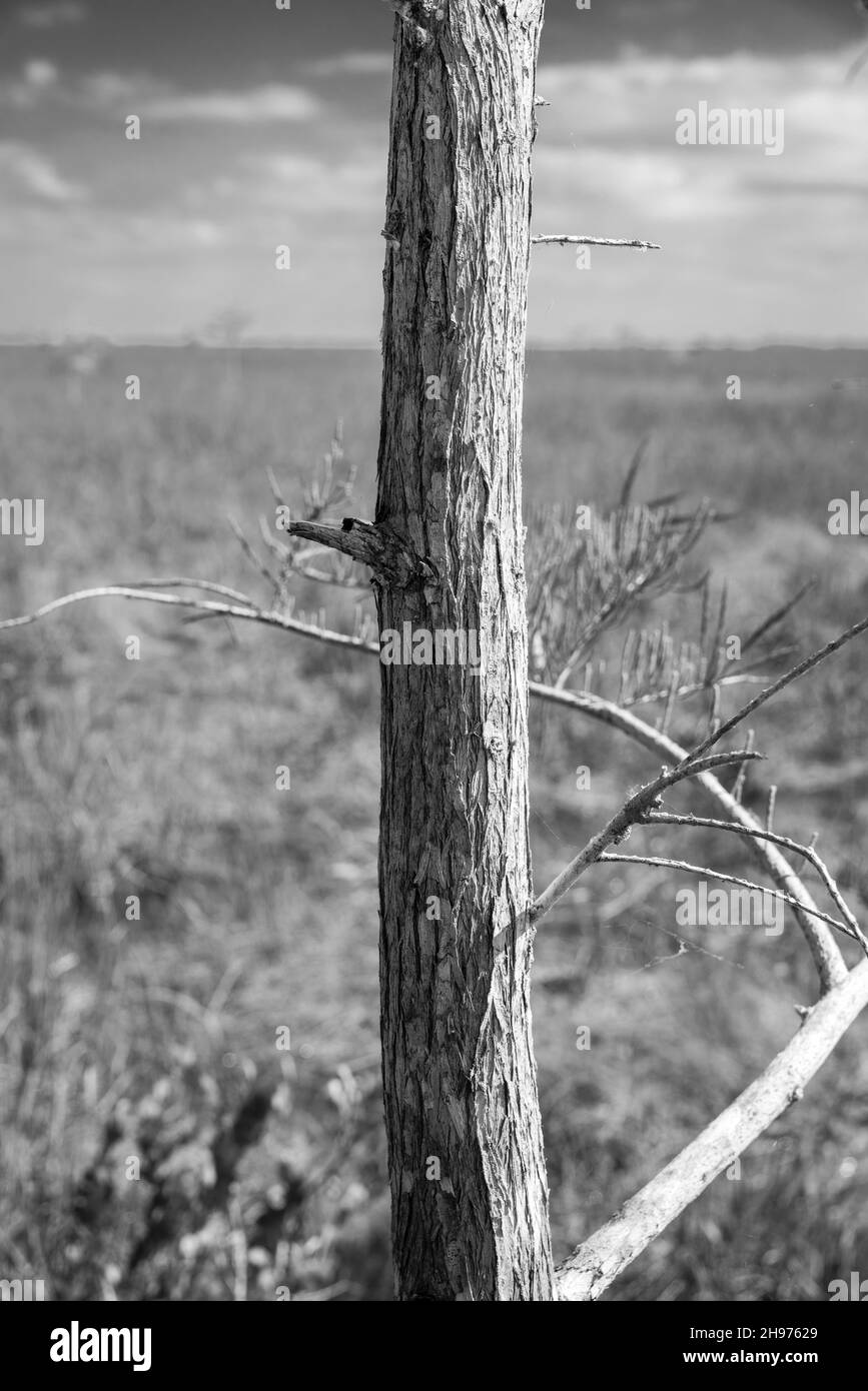 Swamp cypress trees stand in the swamp; Pa-Hay-Okee Lookout Tower area ...