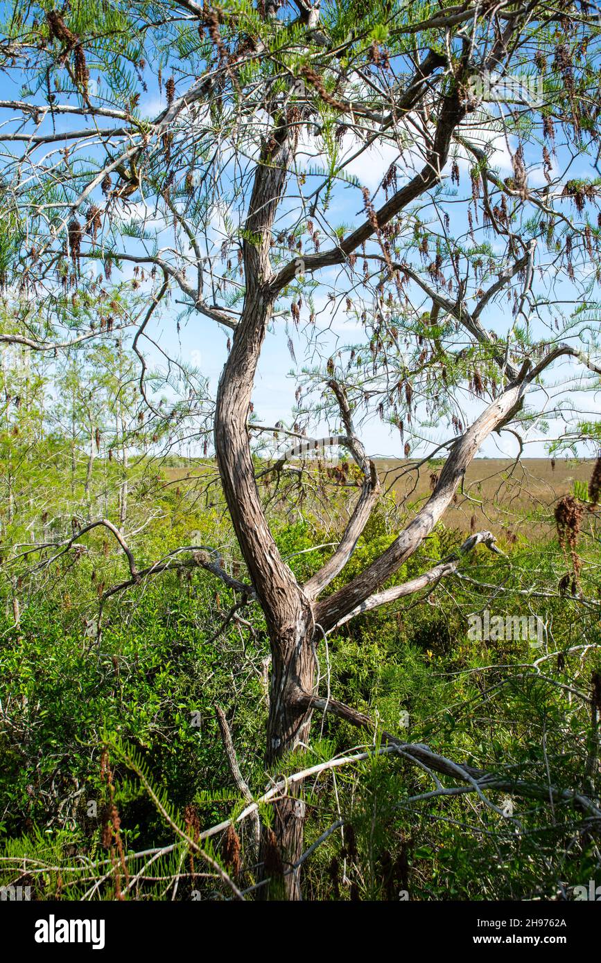 Swamp cypress trees stand in the swamp; Pa-Hay-Okee Lookout Tower area ...