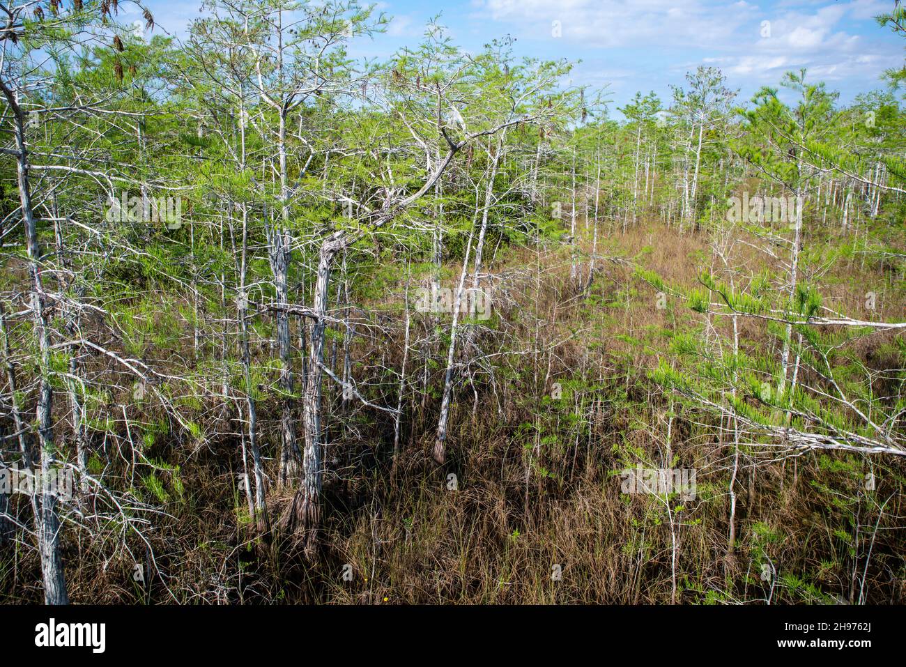 Pa hay okee lookout tower everglades hi-res stock photography and ...