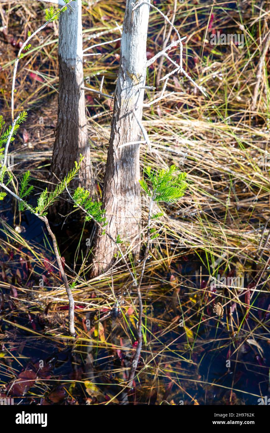 Everglades national park lookout tower hi-res stock photography and ...