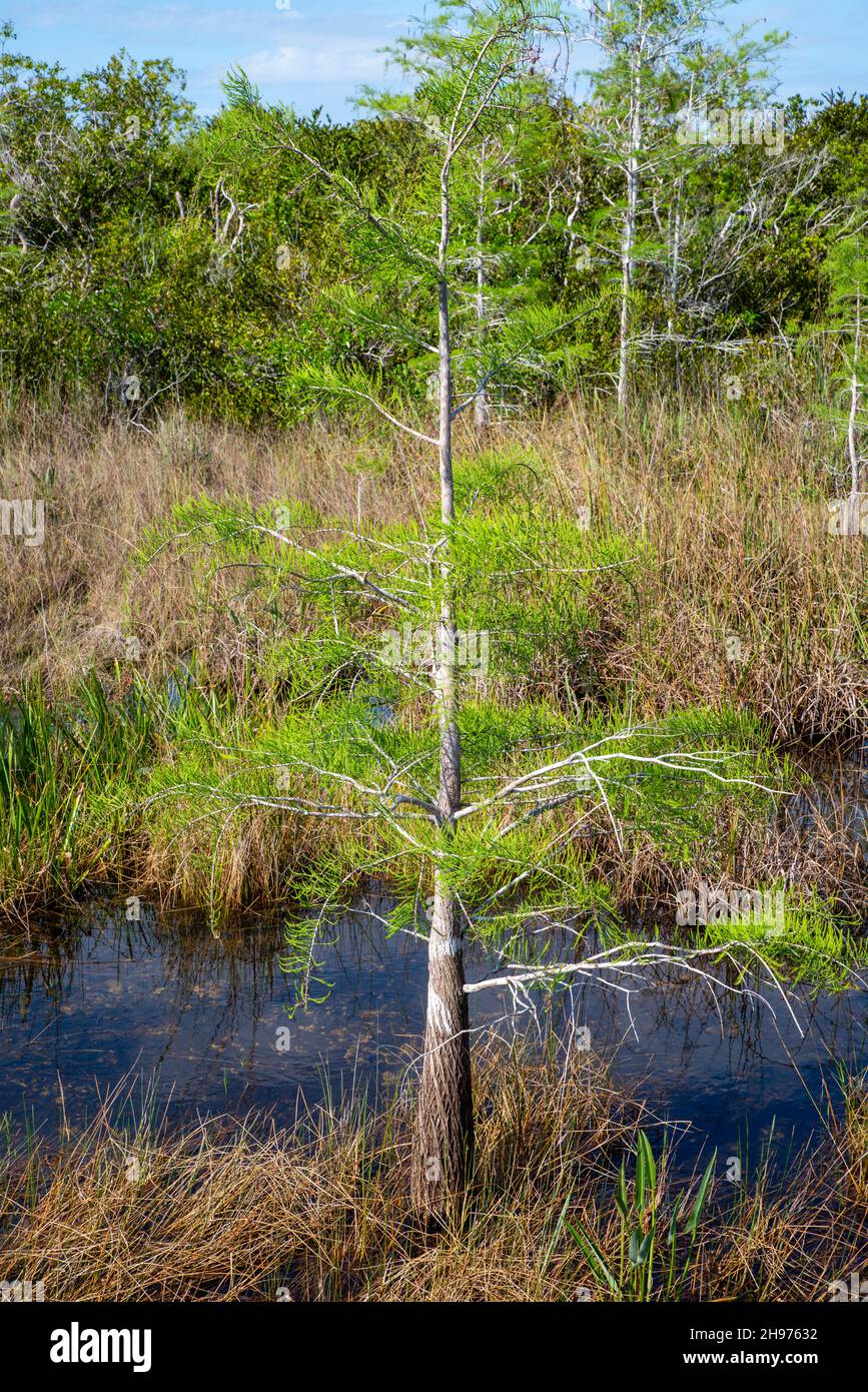 Everglades national park lookout tower hi-res stock photography and ...