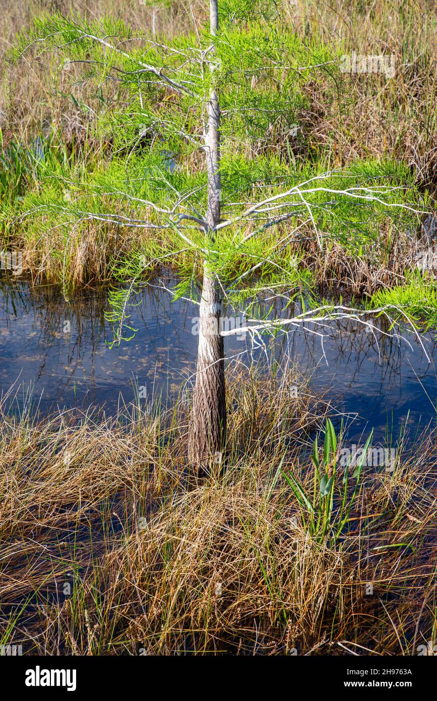 Swamp cypress trees stand in the swamp; Pa-Hay-Okee Lookout Tower area ...
