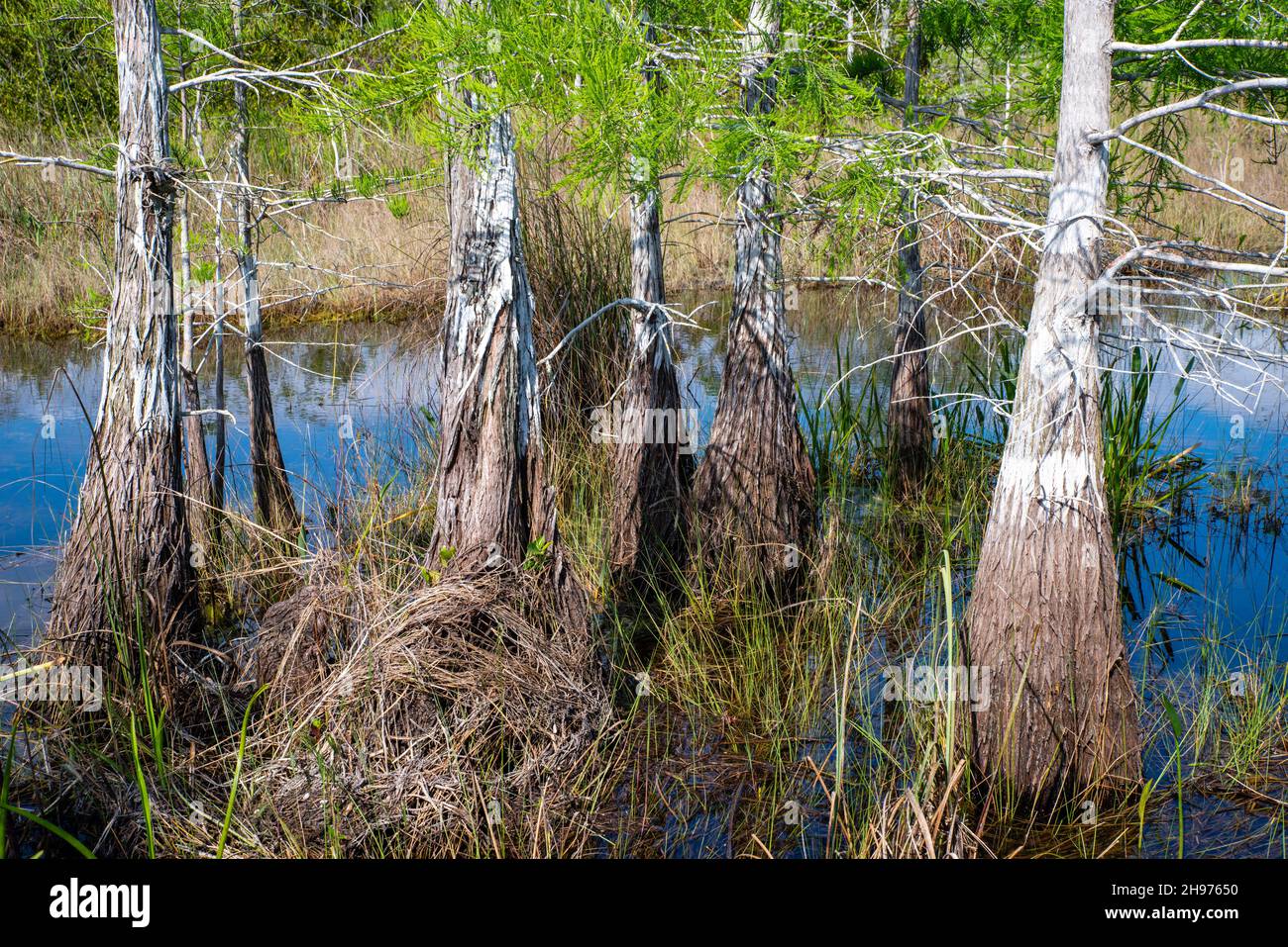 Swamp cypress trees stand in the swamp; Pa-Hay-Okee Lookout Tower area ...