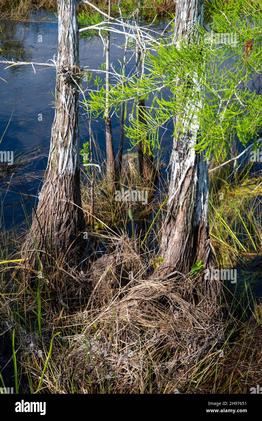 Swamp cypress trees stand in the swamp; Pa-Hay-Okee Lookout Tower area ...