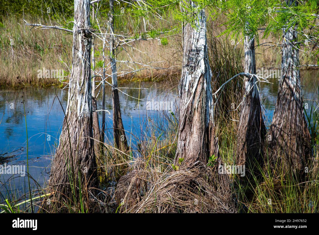 Everglades national park lookout tower hi-res stock photography and ...
