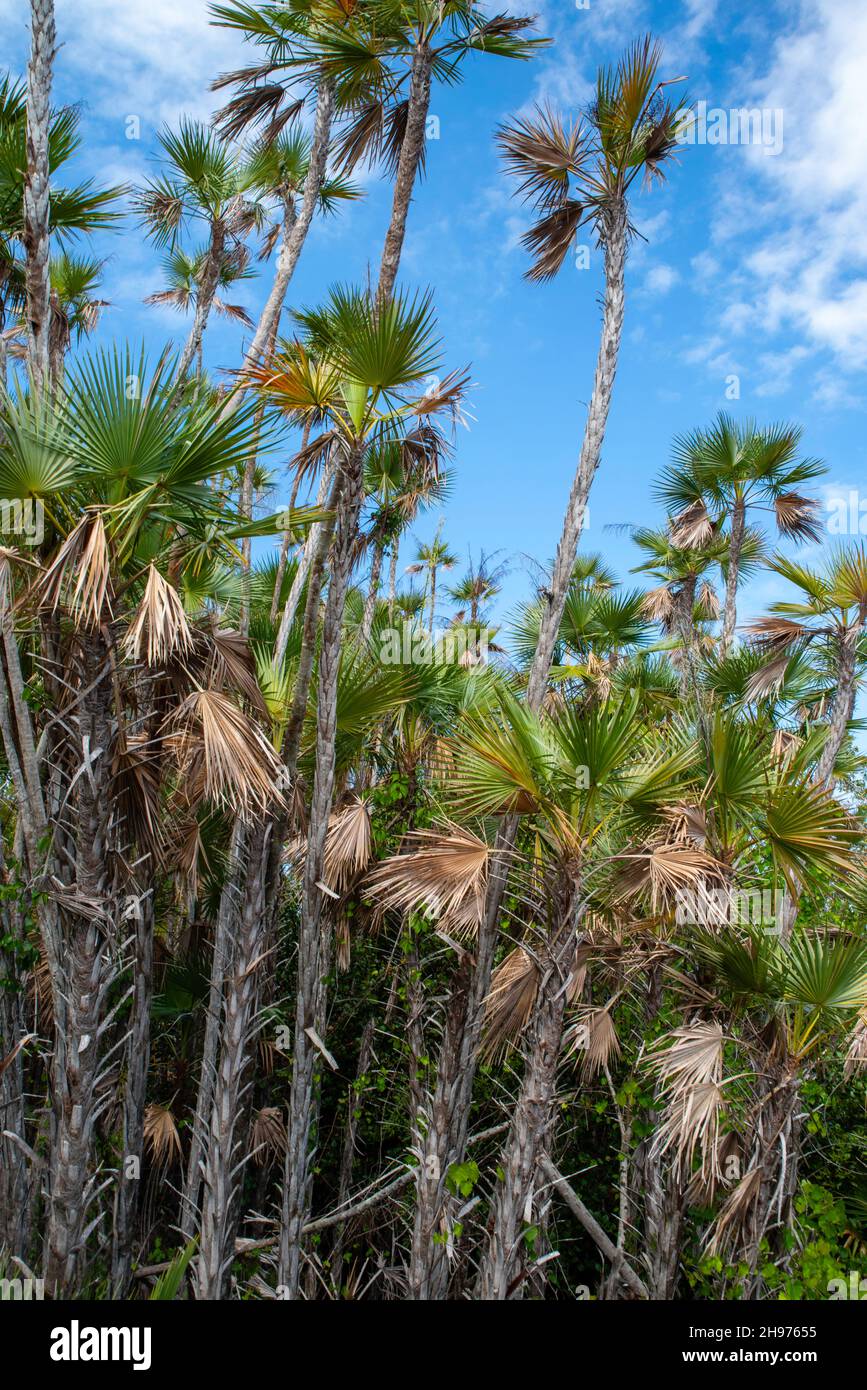 Palmetto trees stand in the swamp; Pa-Hay-Okee Lookout Tower area ...