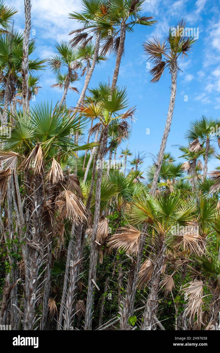 Palmetto trees stand in the swamp; Pa-Hay-Okee Lookout Tower area ...