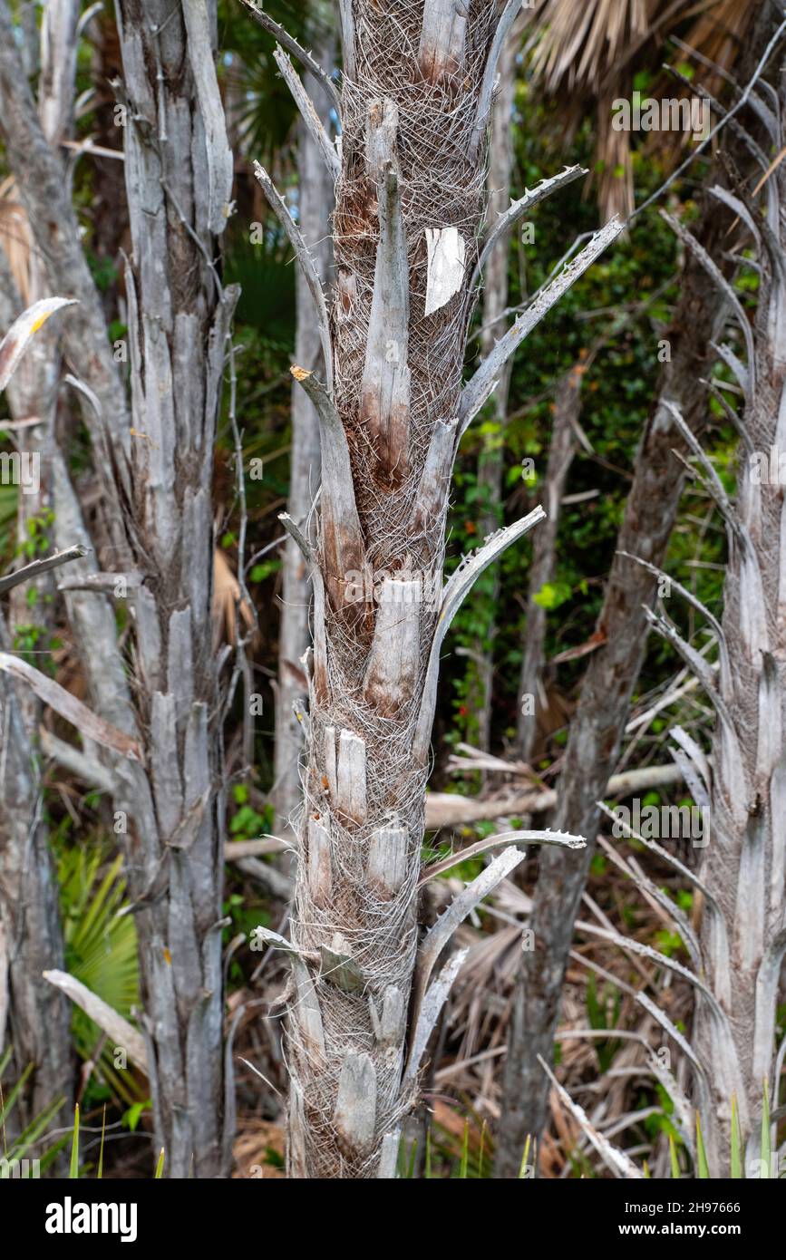 Palmetto trees stand in the swamp; Pa-Hay-Okee Lookout Tower area ...