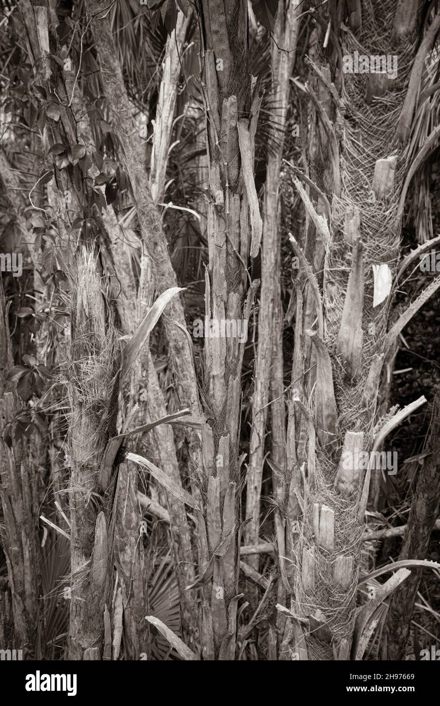 Palmetto trees stand in the swamp; Pa-Hay-Okee Lookout Tower area ...