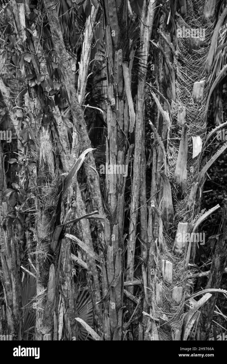 Palmetto trees stand in the swamp; Pa-Hay-Okee Lookout Tower area ...