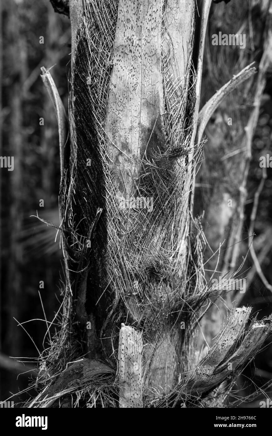 Palmetto trees stand in the swamp; Pa-Hay-Okee Lookout Tower area ...