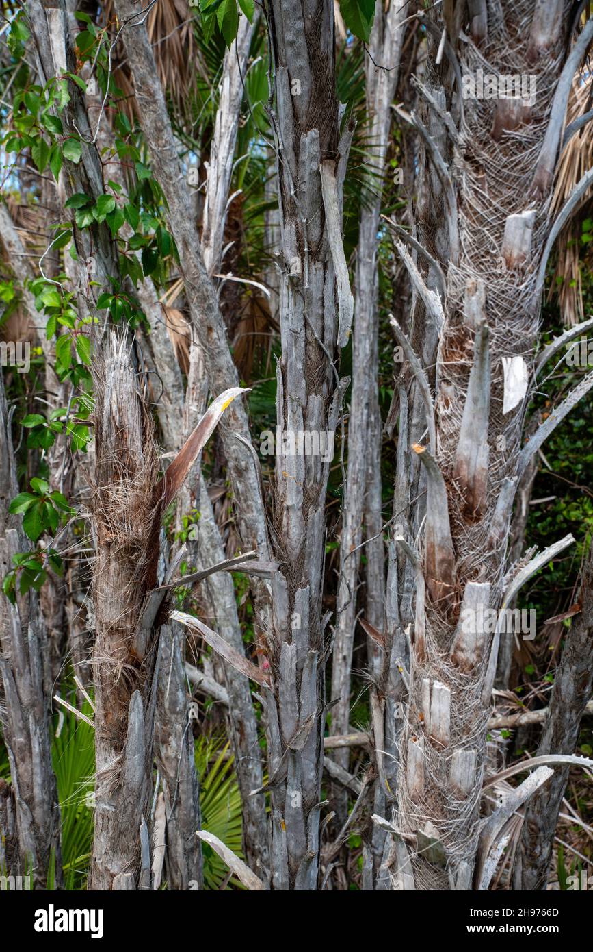 Palmetto trees stand in the swamp; Pa-Hay-Okee Lookout Tower area ...