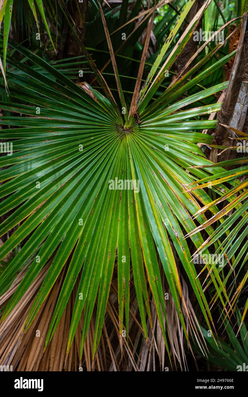 Palmetto trees stand in the swamp; Pa-Hay-Okee Lookout Tower area ...