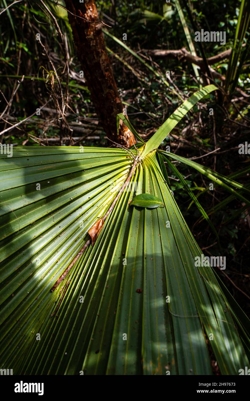 Palmetto trees stand in the swamp; Pa-Hay-Okee Lookout Tower area ...