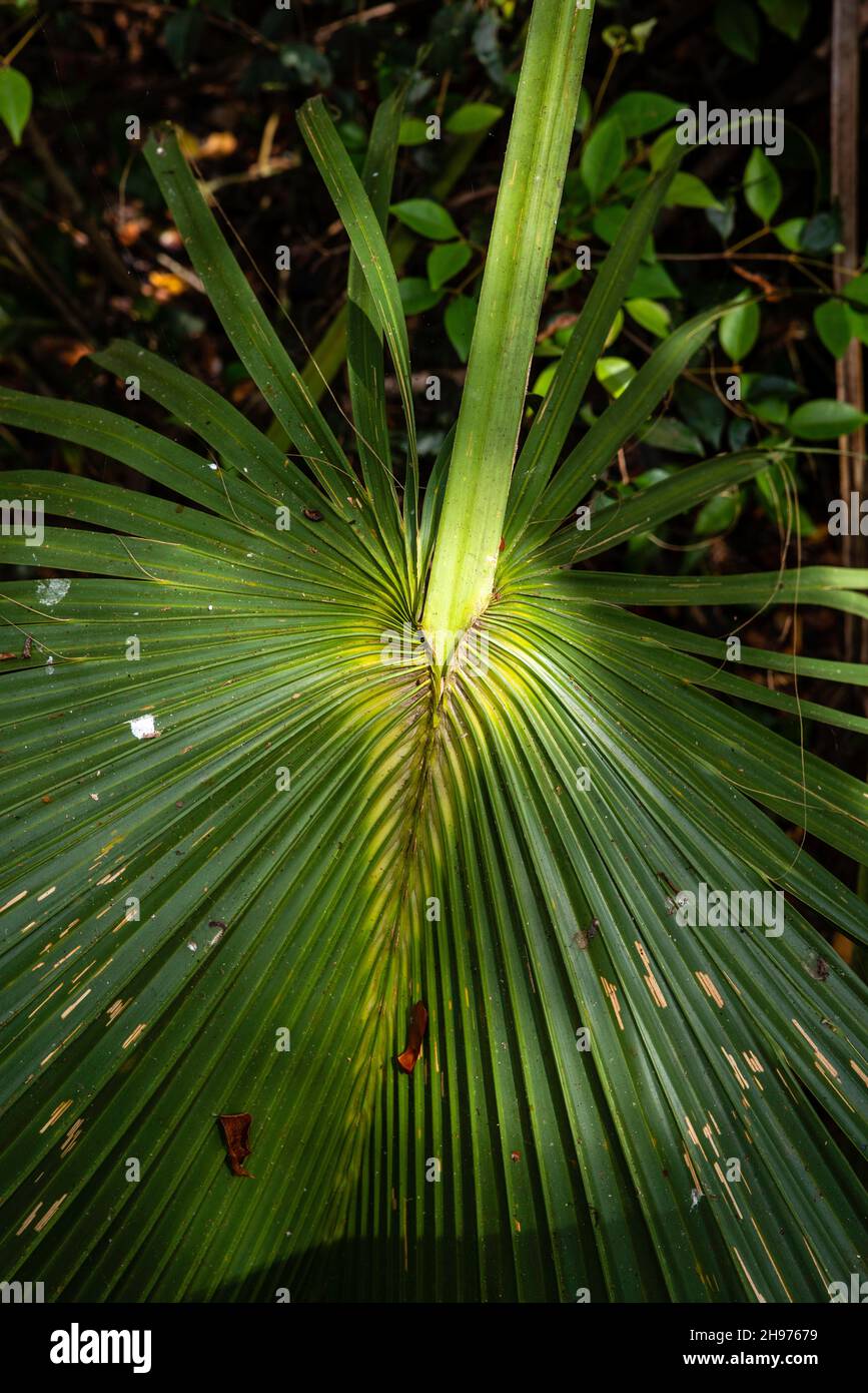 Palmetto trees stand in the swamp; Pa-Hay-Okee Lookout Tower area ...