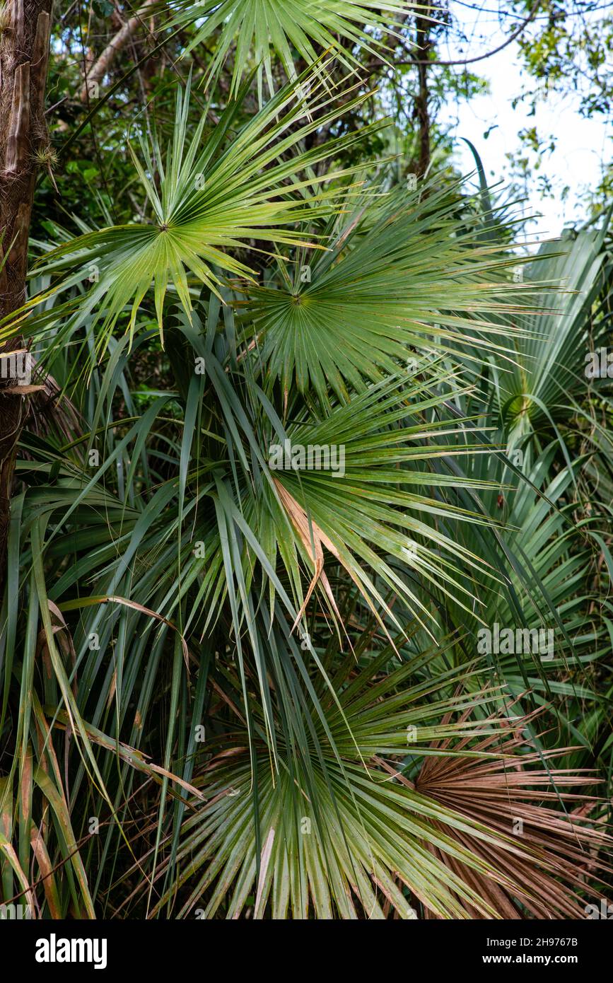 Everglades national pa hi-res stock photography and images - Alamy
