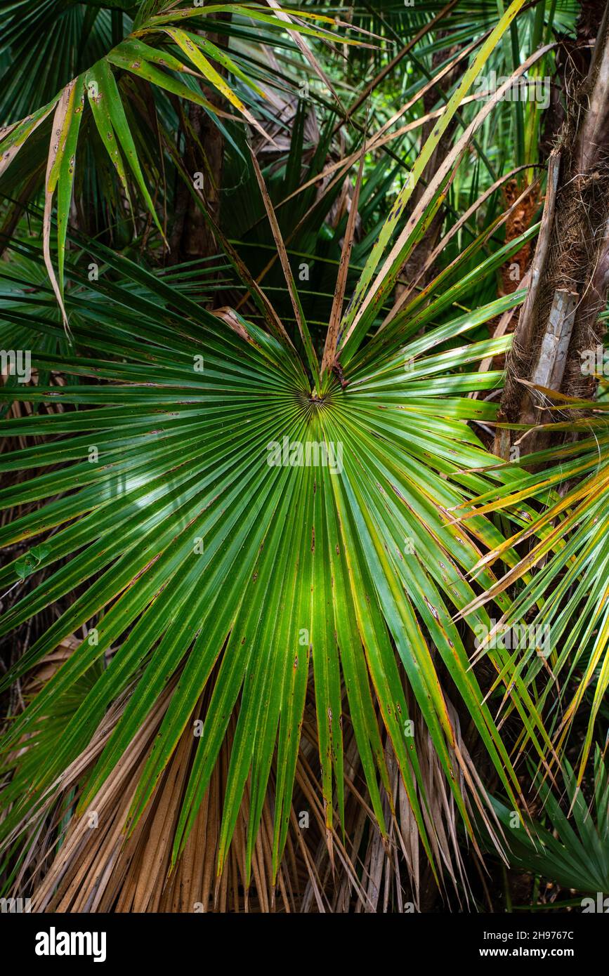 Palmetto trees stand in the swamp; Pa-Hay-Okee Lookout Tower area ...