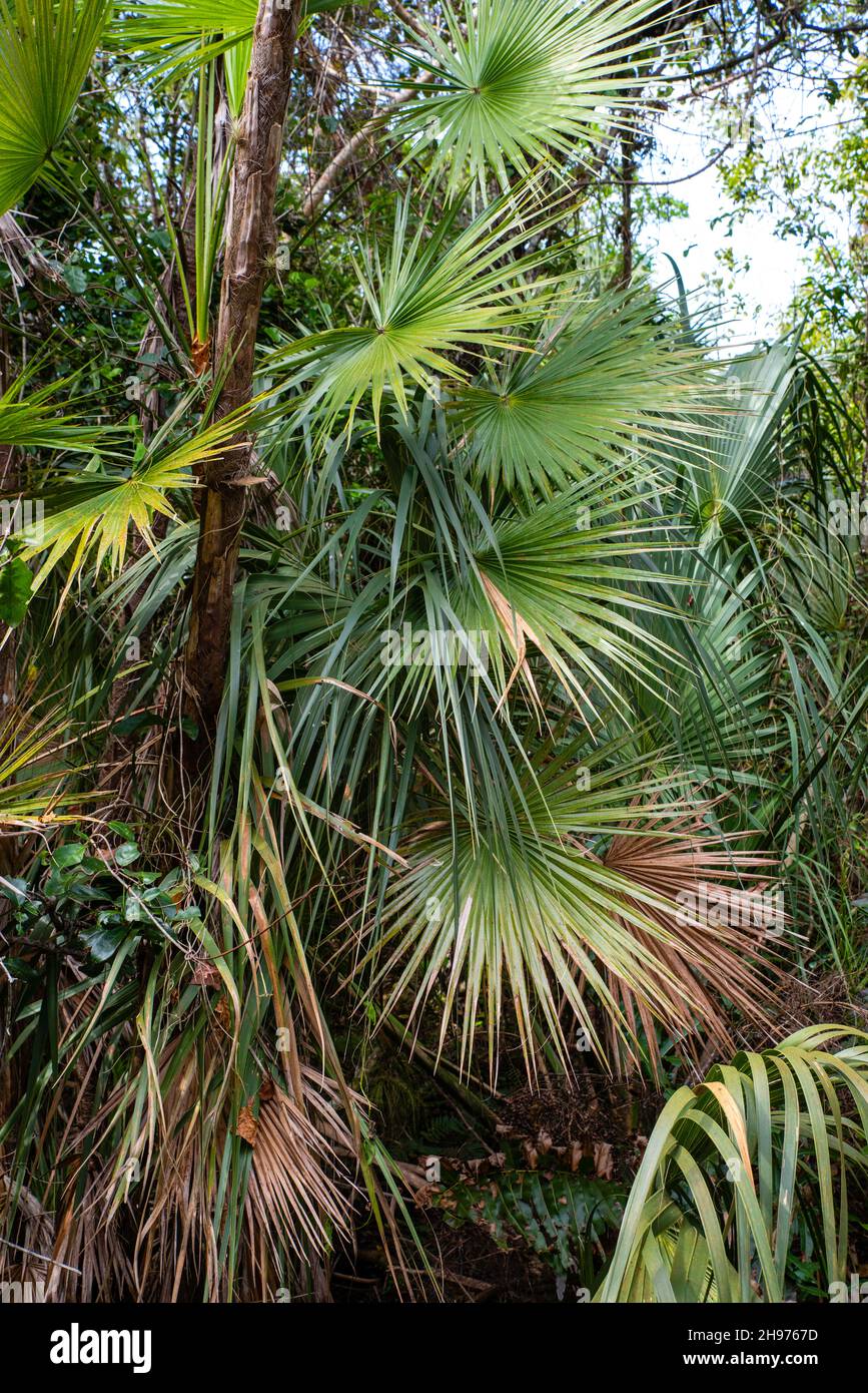 Palmetto trees stand in the swamp; Pa-Hay-Okee Lookout Tower area ...
