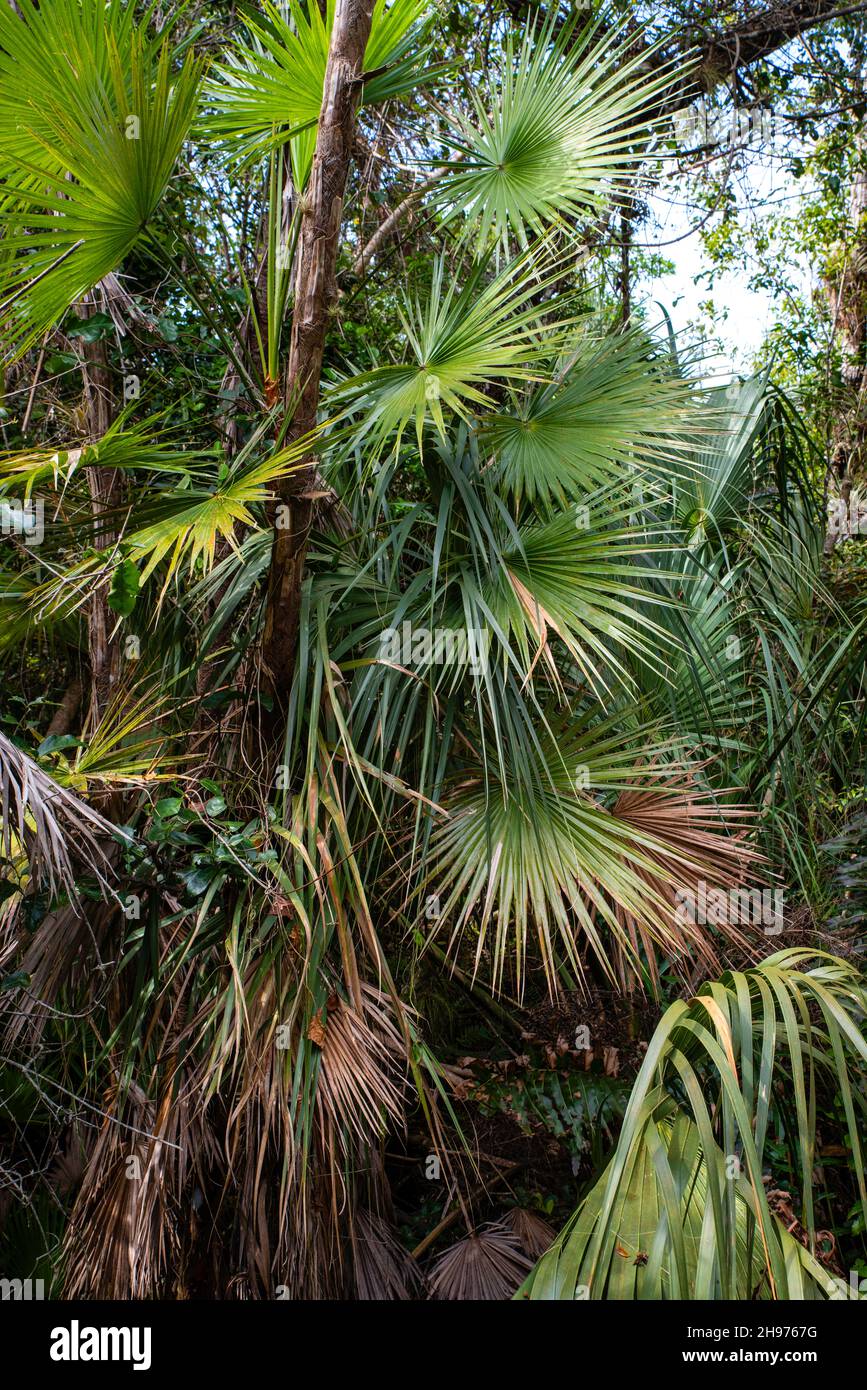 Palmetto trees stand in the swamp; Pa-Hay-Okee Lookout Tower area ...