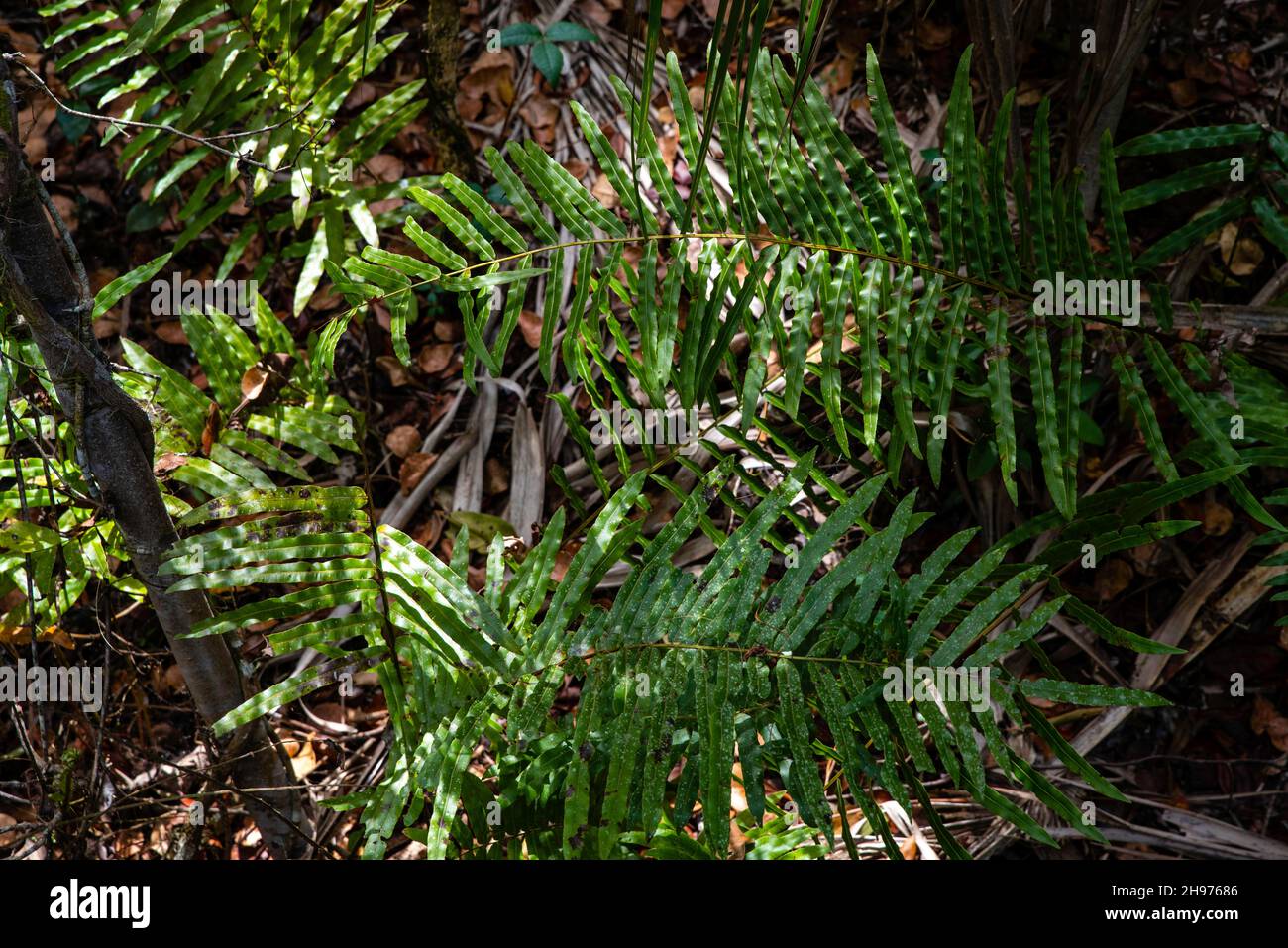A fern layes in the swamp; Pa-Hay-Okee Lookout Tower area, Everglades ...