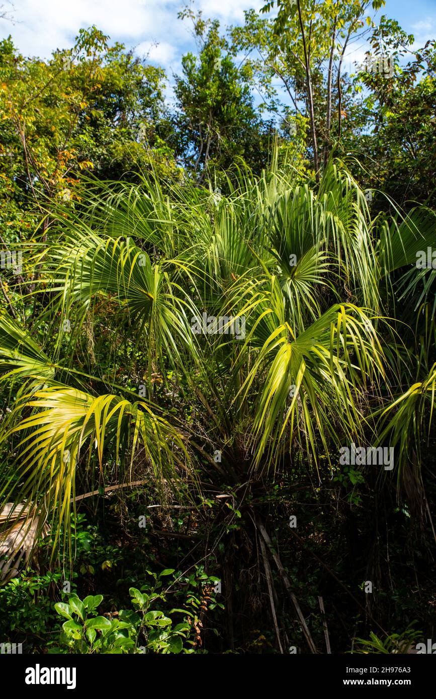 Palmetto trees stand in the swamp; Pa-Hay-Okee Lookout Tower area ...