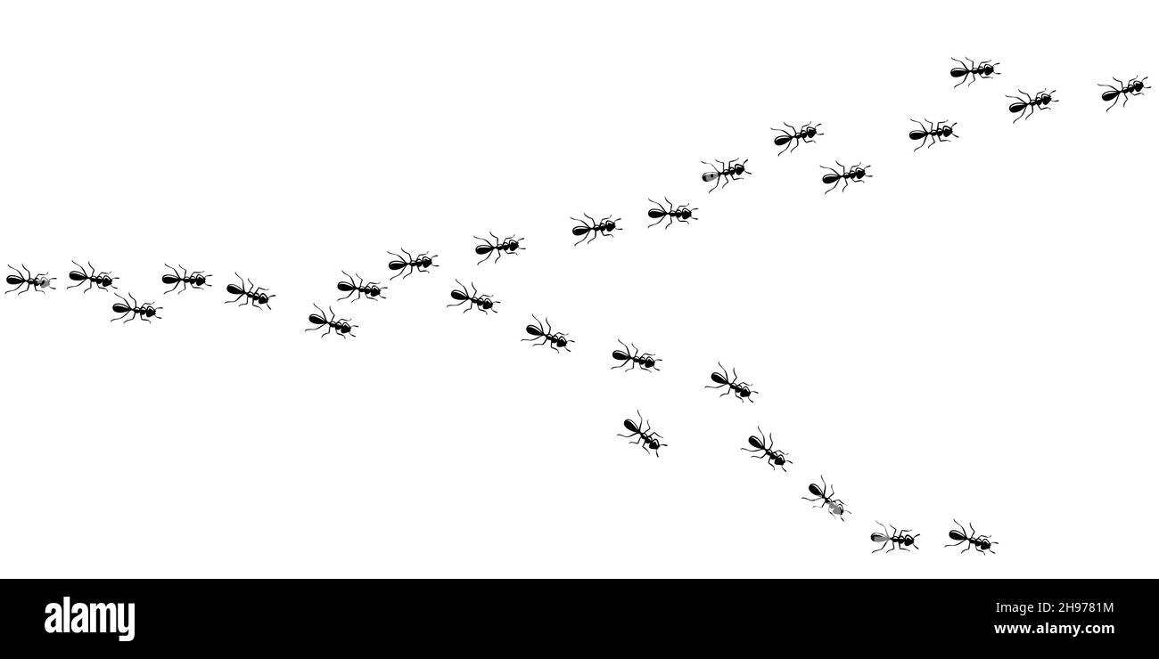 Ants marching in trail. Many small ants isolated in white background. Vector illustration Stock ...