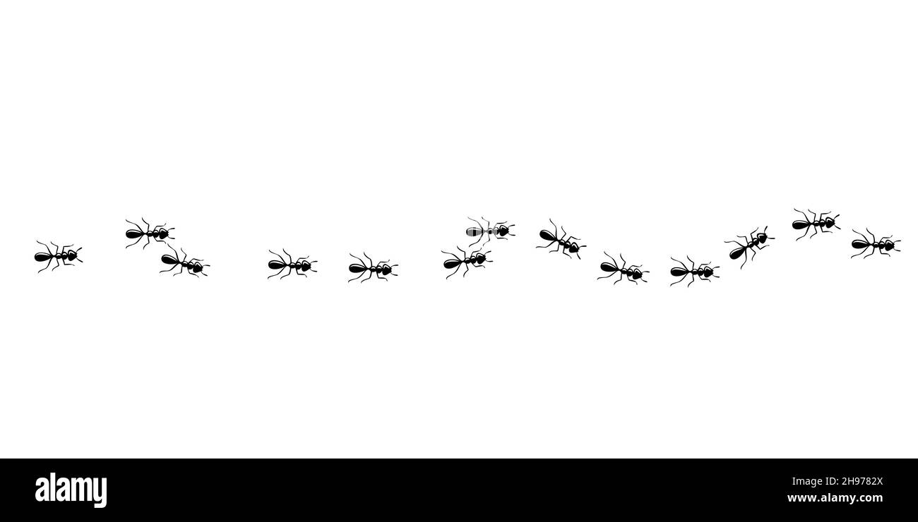 Ants trail seamless pattern. Ant path isolated in white background. Vector illustration Stock ...