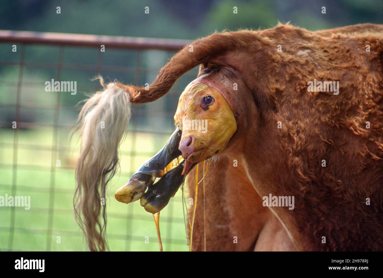 A hereford calf being born on a farm in country Victoria , Australia ...