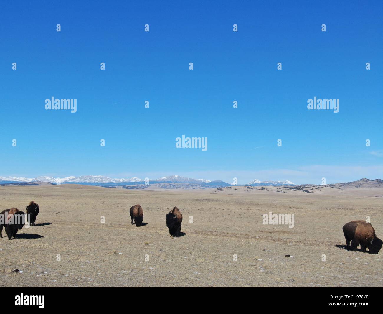 Buffalo on open prairie with snowy mountain in background Stock Photo ...