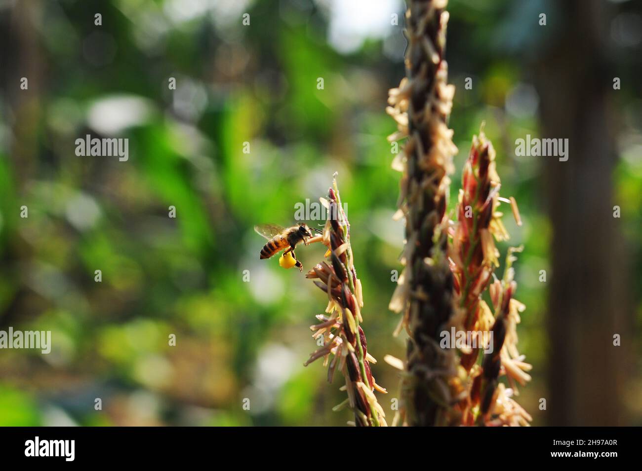 Honey bee with corn flower Stock Photo - Alamy