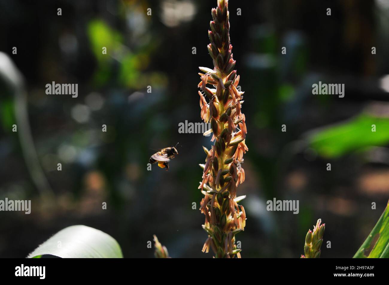 Honey bee with corn flower Stock Photo - Alamy