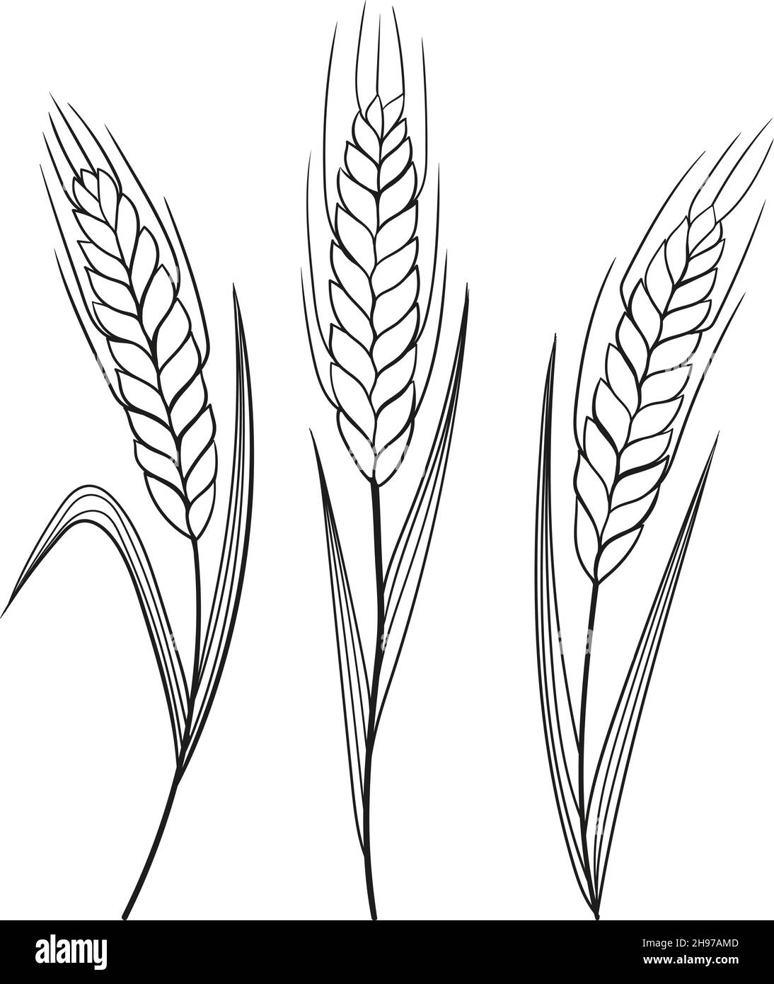 Hand drawn of ears of wheat, barley, grain. Black and white vector ...
