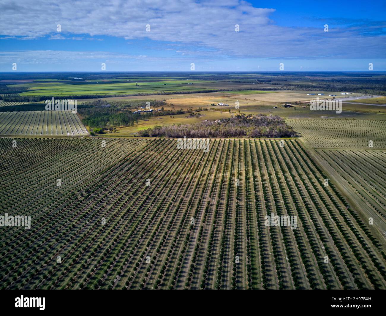 Aerial of young macadamia nut plantations on what was once sugarcane ...