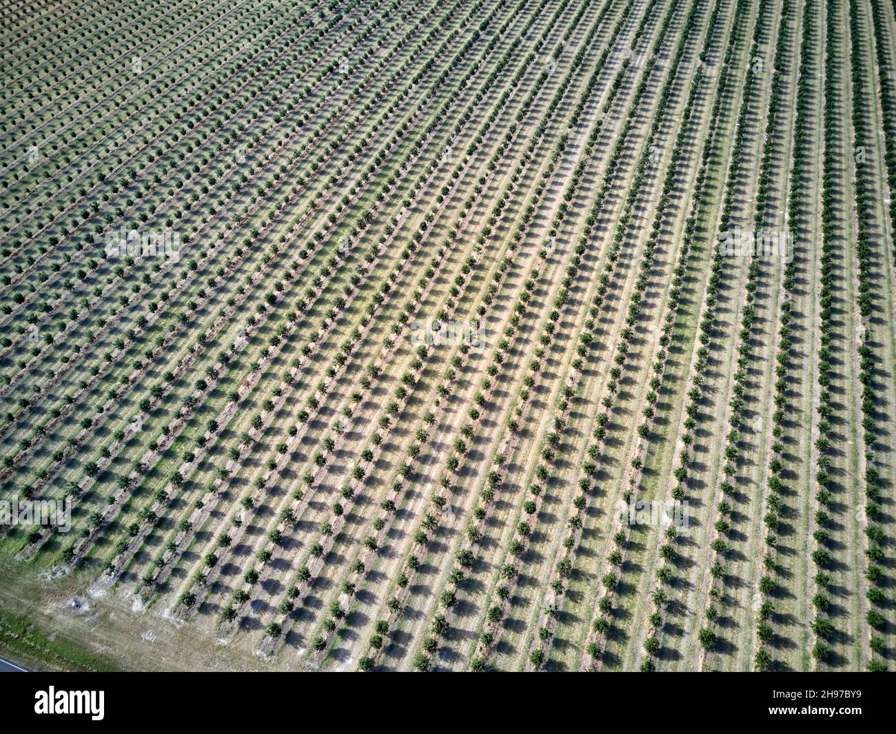 Aerial of young macadamia nut plantations on what was once sugarcane ...