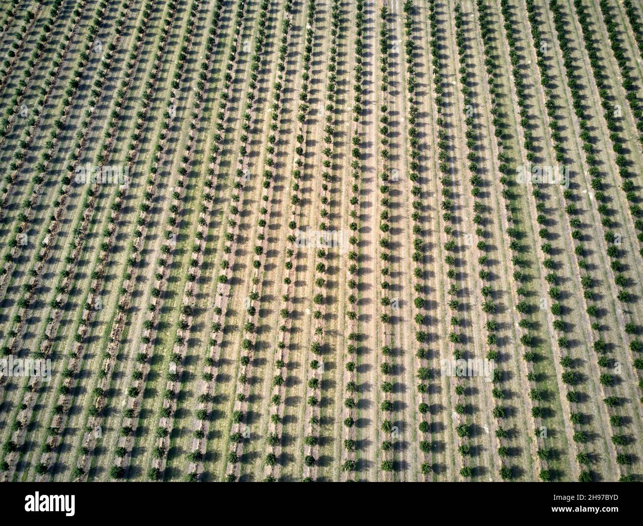 Macadamia fields hi-res stock photography and images - Alamy