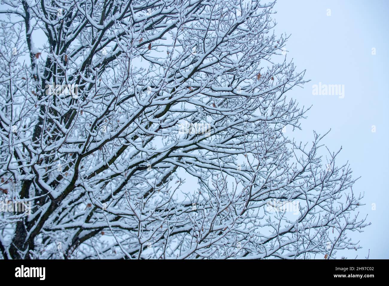 Snow covered branch against snowy background. Tree branch in snow ...