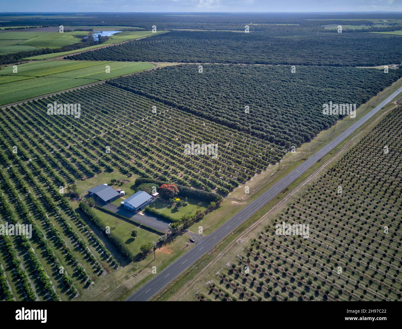 Macadamia fields hi-res stock photography and images - Alamy