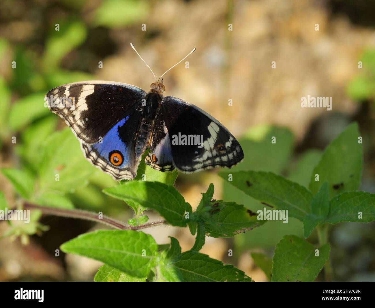 Blue Pansy Butterfly on green leaf with natural brown background, A ...