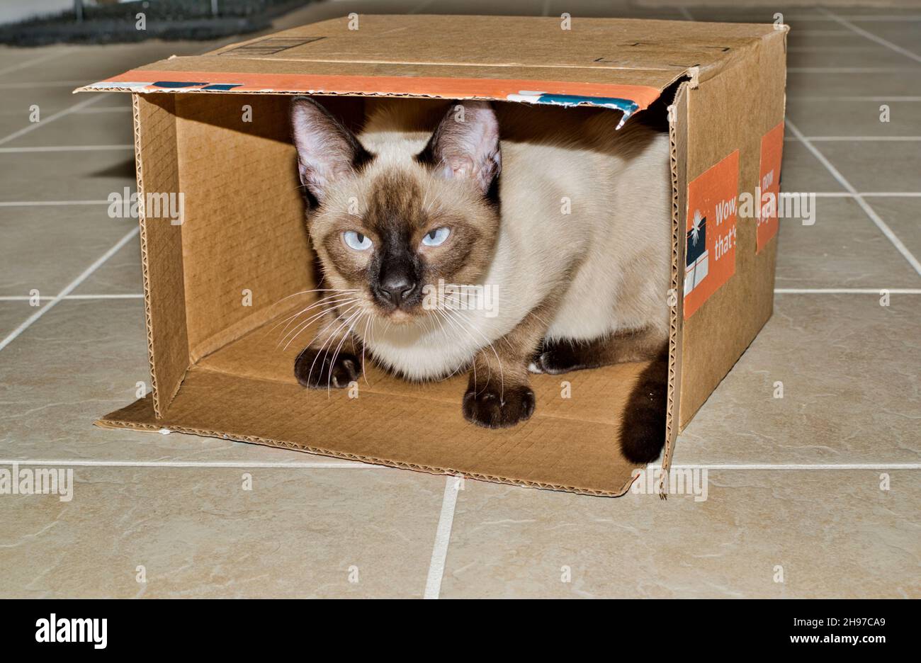 Cat inside a box hi-res stock photography and images - Alamy