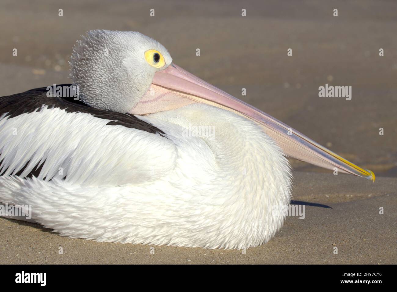 Australian Pelican on the beach at Burrum Heads Fraser Coast Queensland ...