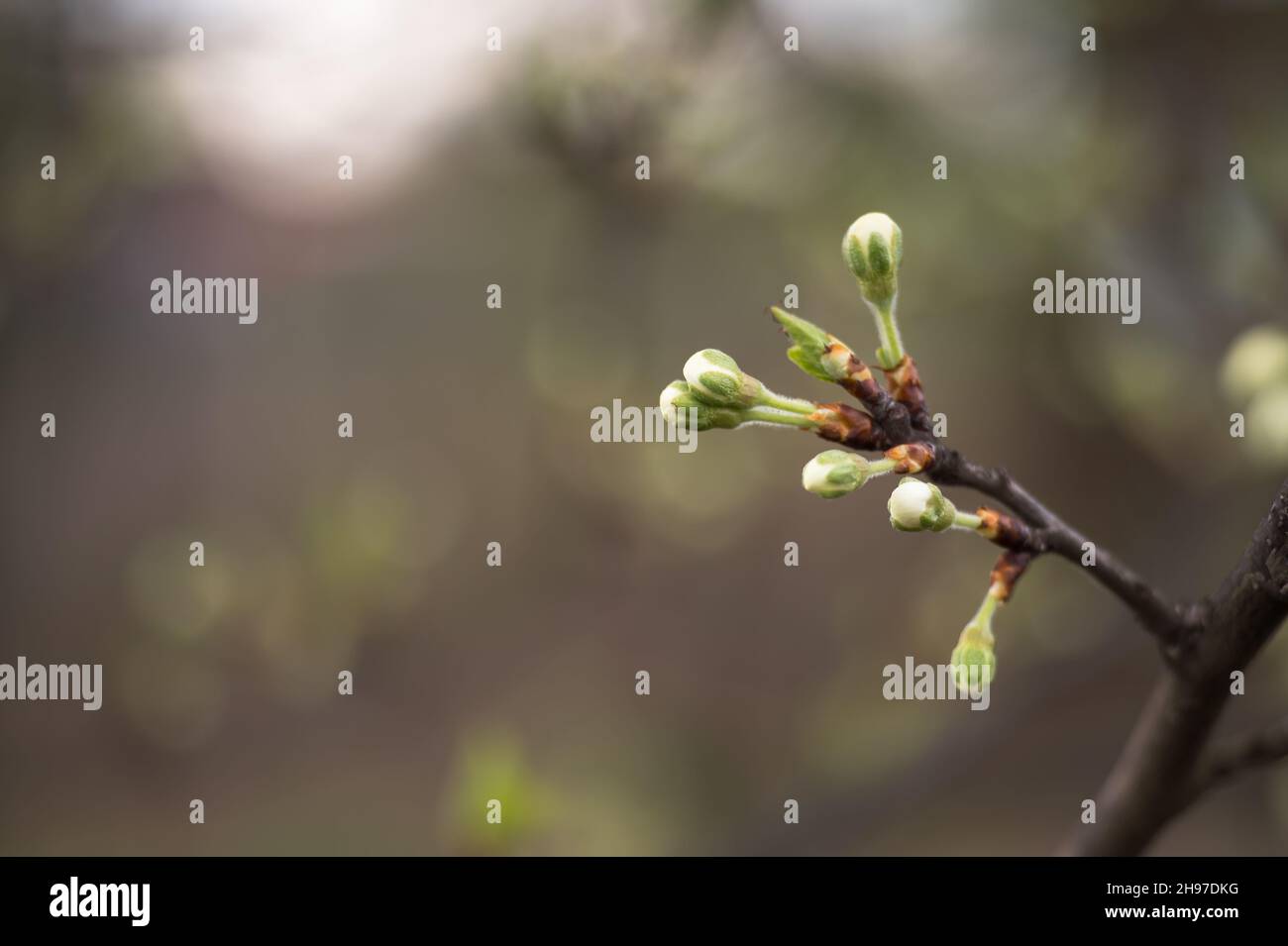 A young branch with swollen buds of white flowers on the background of ...