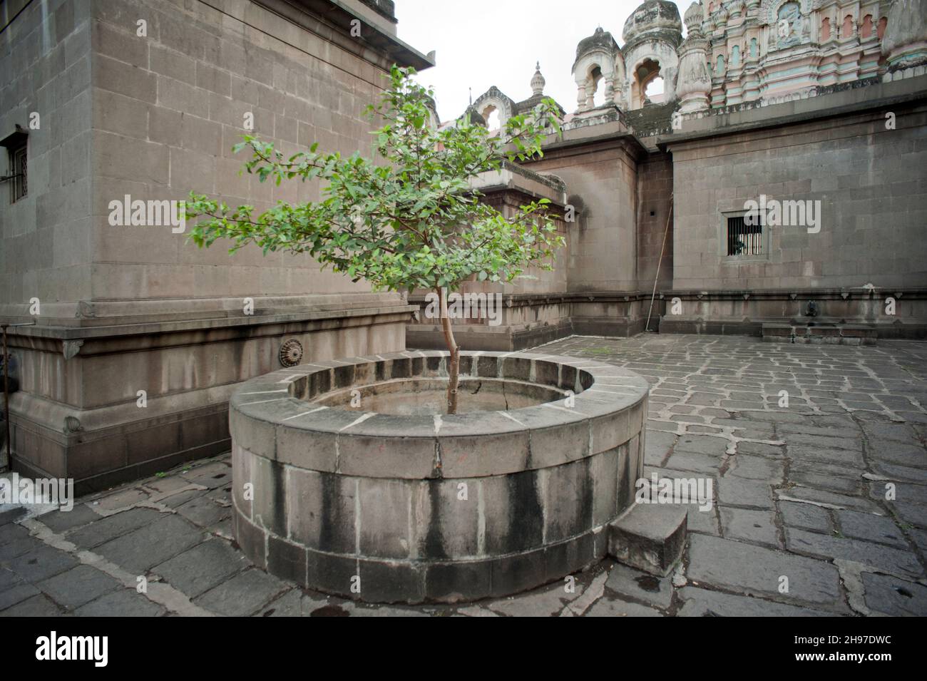 Wood Apple Tree in Datta Temple at Phaltan Stock Photo - Alamy