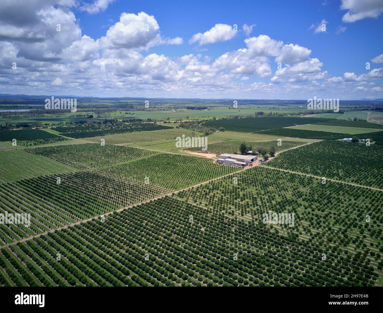 Aerial of citrus orchard growing on the banks of the Burnett River ...