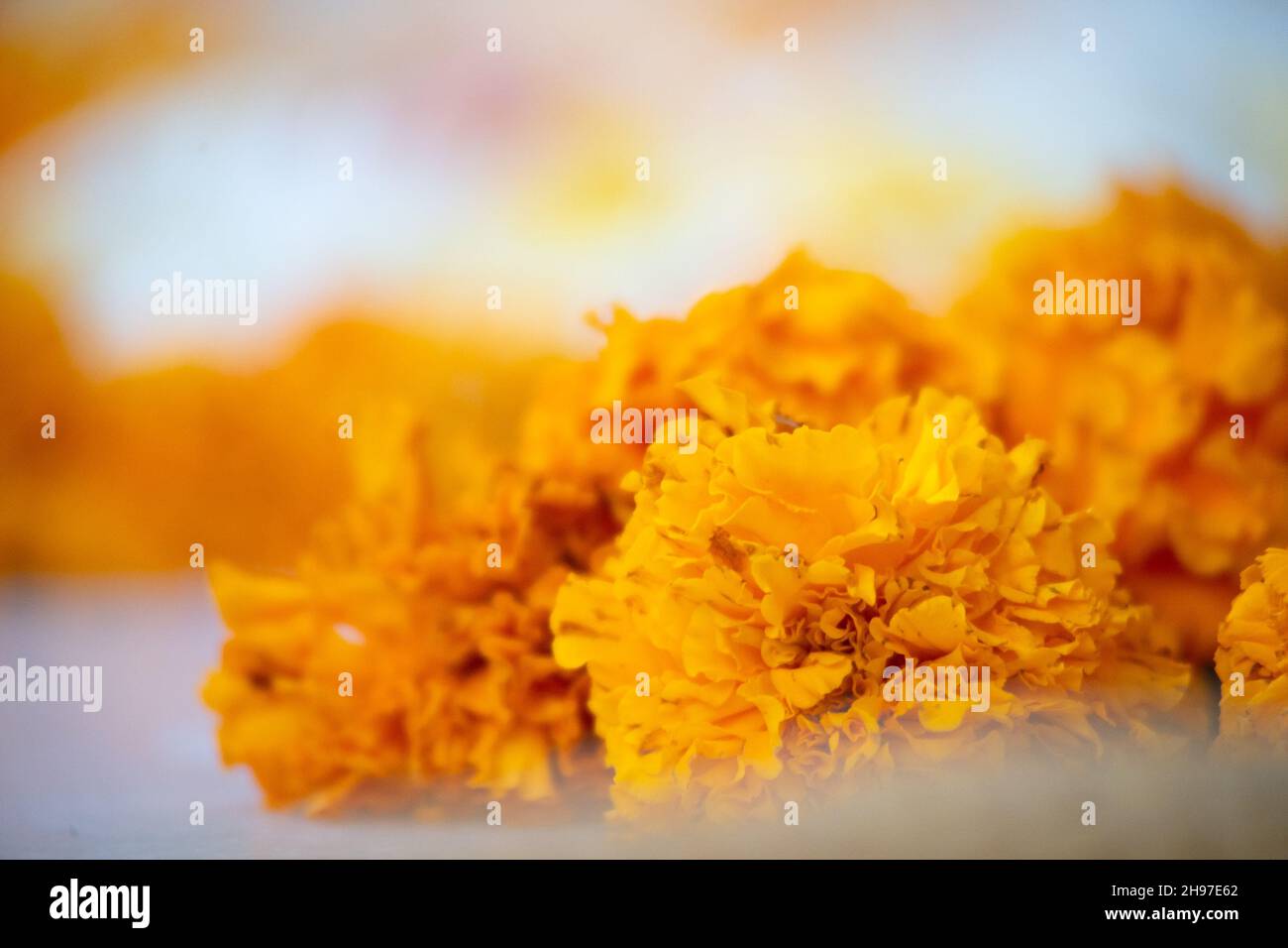 macro shot showing marigold flowers with a colorful background this ...