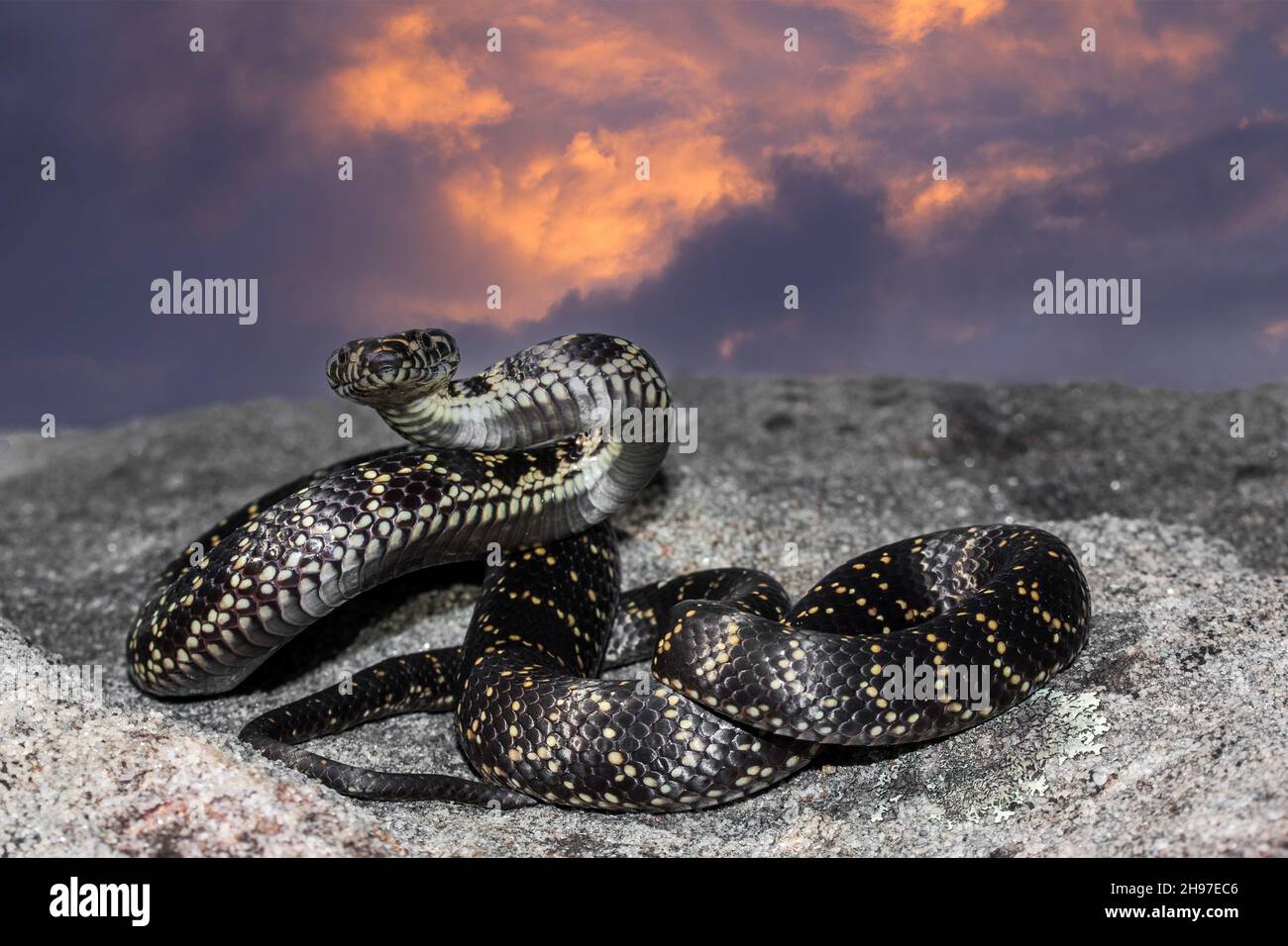 Australian endangered Broad-headed Snake in defence position Stock ...